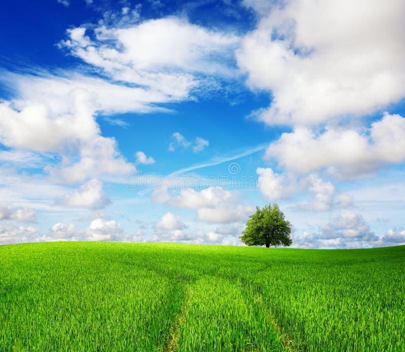 Green field and tree stock photo. Image of background - 26768694