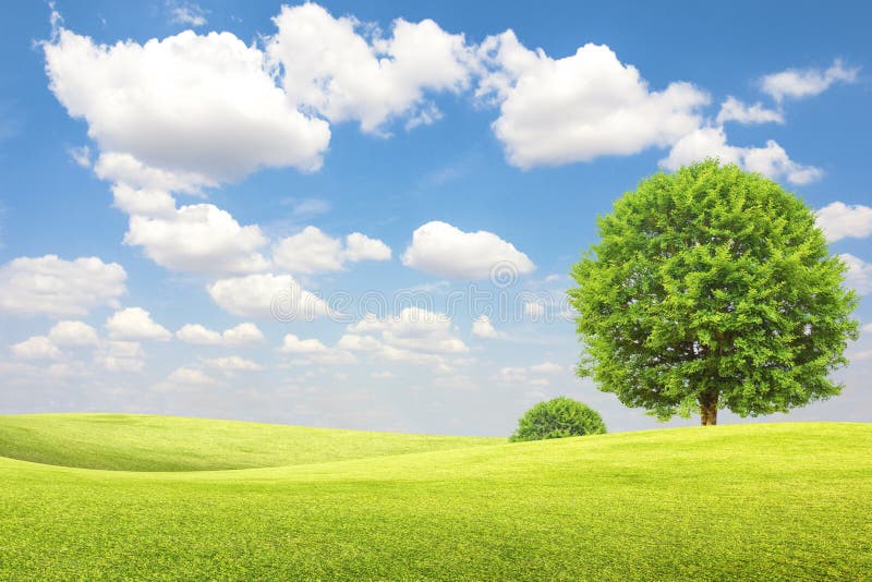 Green Field and Tree with Blue Sky and Clouds Stock Image - Image of ...