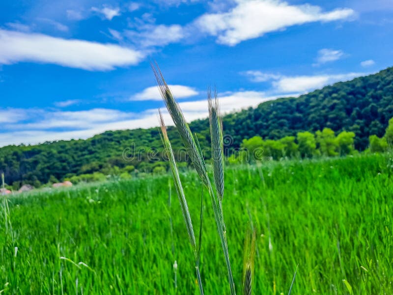 Green Field, Tree and Blue Sky.Great As a Background,web Banner Stock ...