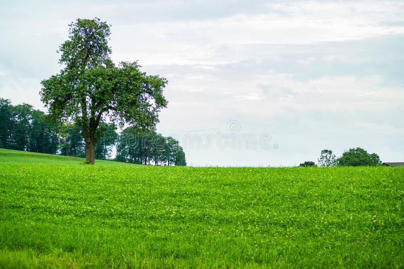 Green Field with Tree on a Cloudy Overcast Summer Day Stock Image ...