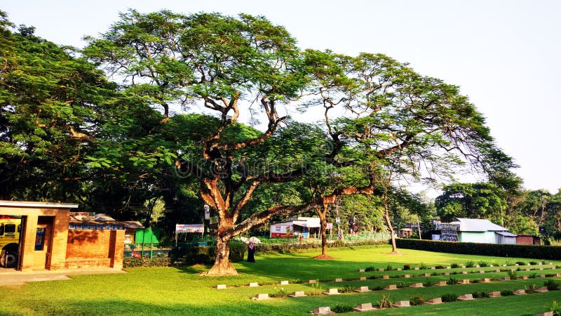 Green Field and Tree at Comilla Bangladesh Stock Photo - Image of ...