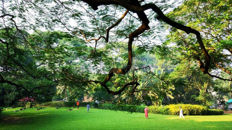 Green Field and Tree at Comilla Bangladesh Editorial Photography ...