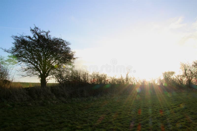 Green Field and a Tree in the December Sunshine Stock Photo - Image of ...