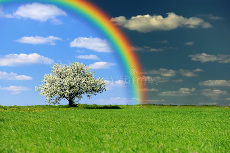 Green Field with Tree and Rainbow Stock Photo - Image of park, fresh ...