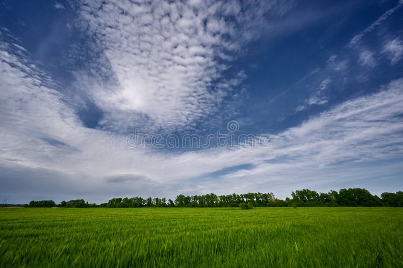 Green Field, Trees and Blue Sky Stock Photo - Image of natural, field ...