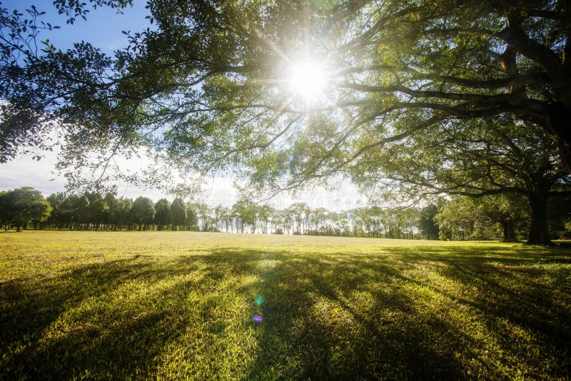 Green Field,trees,blue Sky and Sun Stock Photo - Image of green, rural ...