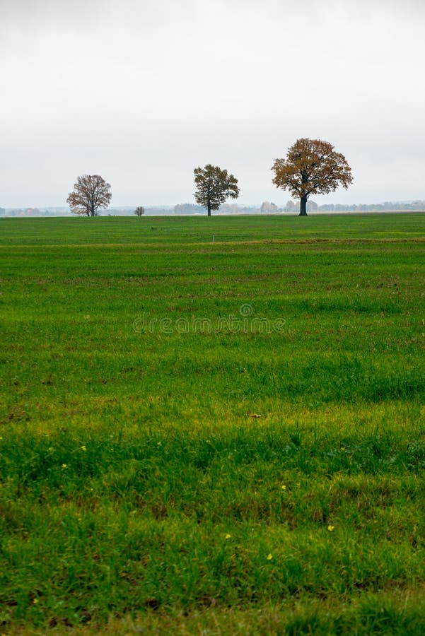 Green Field with Trees in the Country Stock Photo - Image of lonely ...