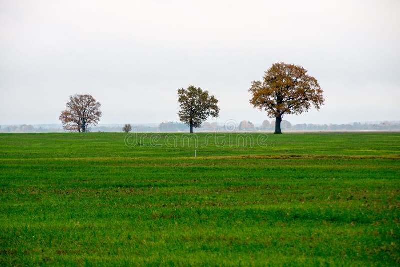 Green Field with Trees in the Country Stock Photo - Image of leaf ...