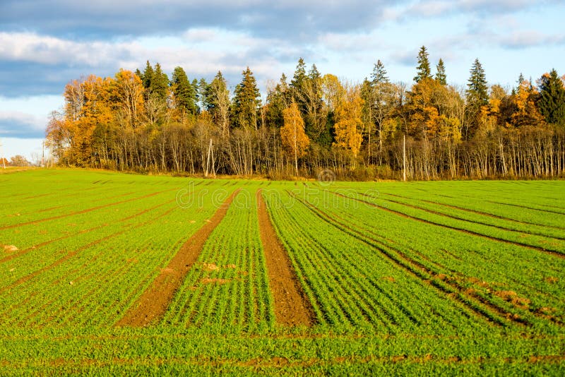 Green Field with Trees in the Country Stock Image - Image of forest ...