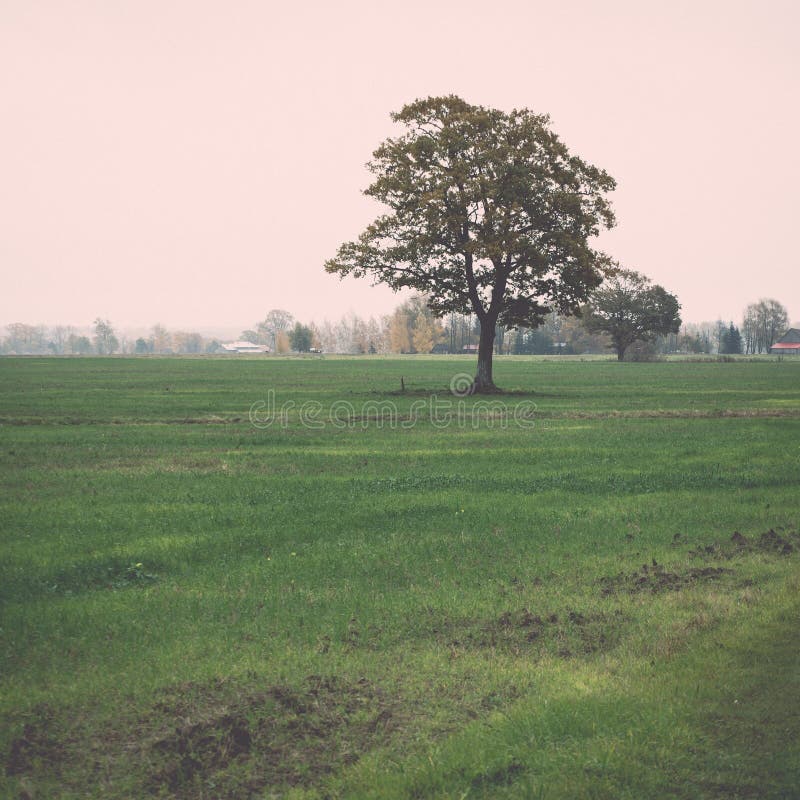 Green Field with Trees in the Country Stock Photo - Image of forest ...