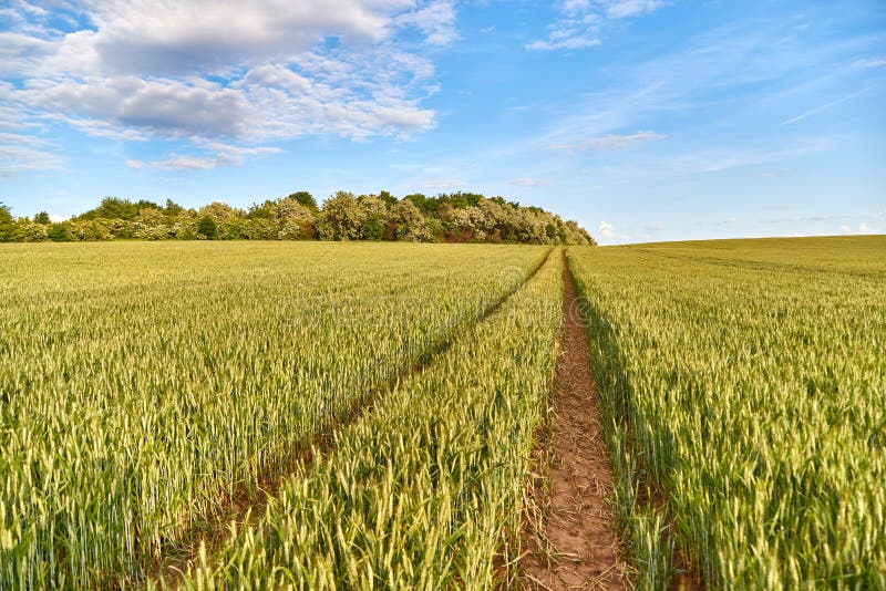 Green Field with Trees stock photo. Image of cereal - 185023008