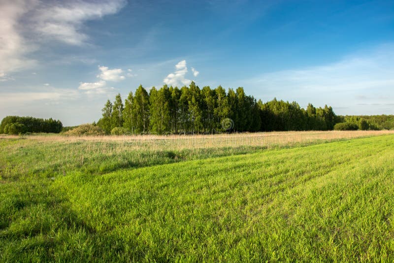 Green Field, Trees on the Horizon and Clouds on a Blue Sky Stock Image ...