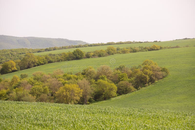 Green field with trees stock image. Image of agriculture - 264749013