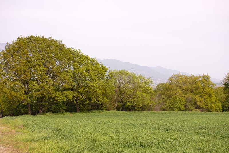 Green field with trees stock photo. Image of pasture - 264749116