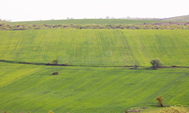 Green field with trees stock image. Image of fresh, rural - 277741129