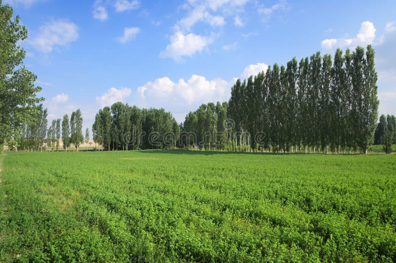 Green Field, Trees Lines and Blue Sky Stock Photo - Image of land ...