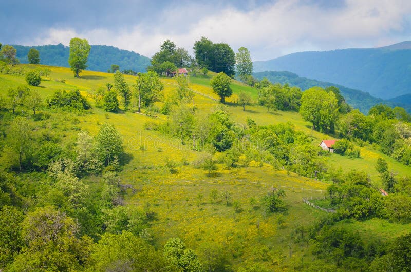 Green field with trees stock photo. Image of grass, environment - 31484910