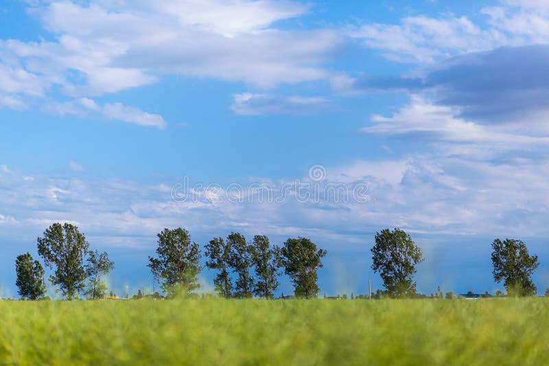 Green field and trees stock image. Image of nature, trees - 55578357