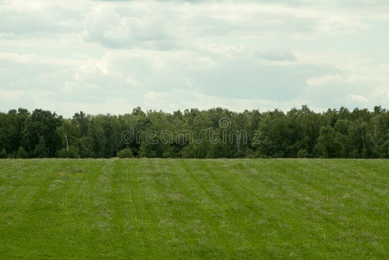 Green field and trees stock image. Image of grass, green - 63064197
