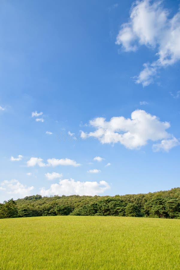 Green field with trees stock photo. Image of tree, summer - 46759446