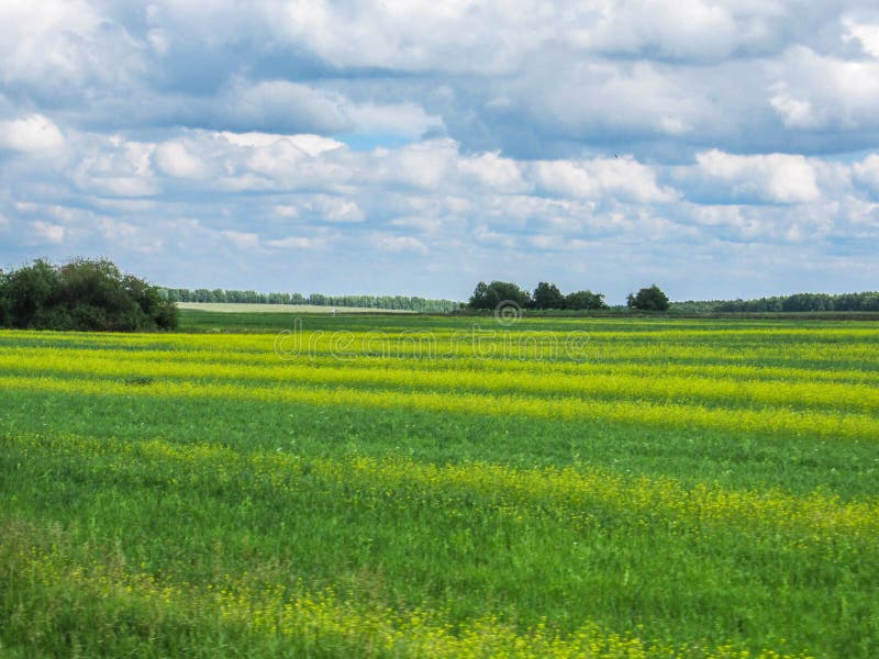 Green field with trees stock image. Image of summer - 116413449