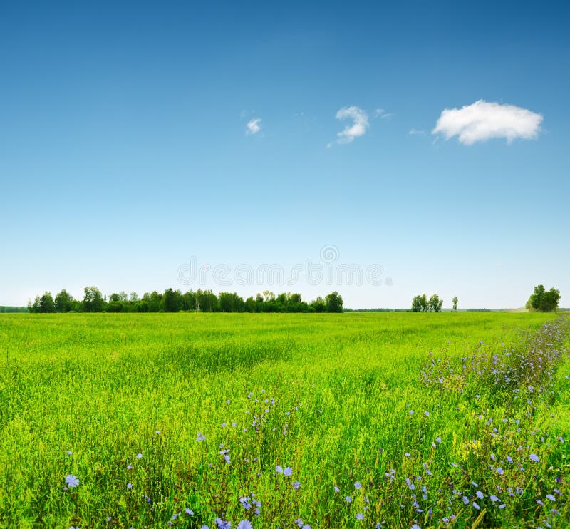 Summer Shining Meadow with Blue Sky and Fluffy Clouds Stock Image ...