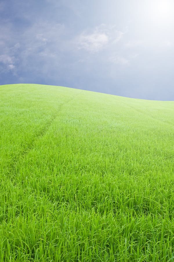 Empty Grassy Field stock photo. Image of simplicity, blow - 787506