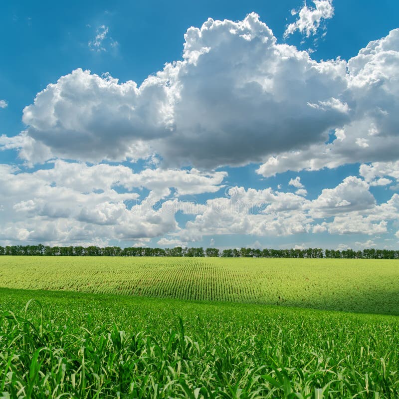 Sky clouds field stock image. Image of grass, painter - 55426977