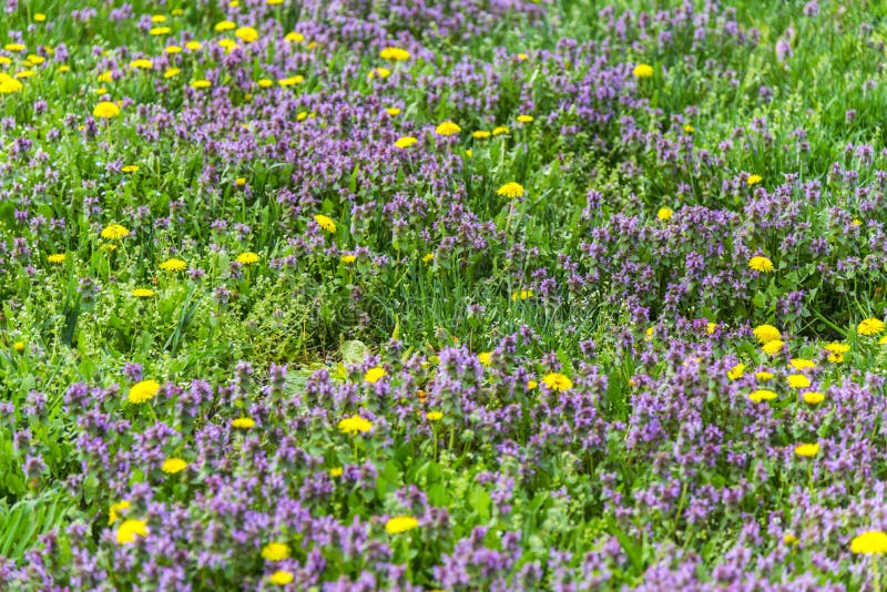 Beautiful Green Field at the Springtime Stock Photo - Image of blossom ...