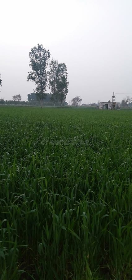 A Green Field in the Village of India Which Has Wheat Crop Stock Image ...