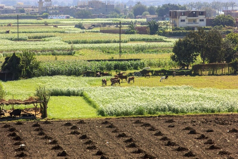 Green Field Village Near Cairo Stock Photos - Free & Royalty-Free Stock ...