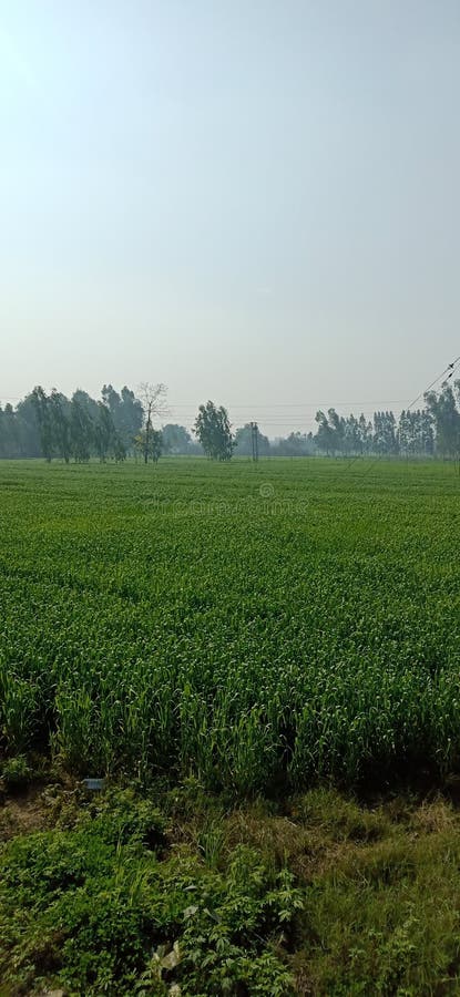 Green Field at Village View Stock Photo - Image of huge, full: 172442460