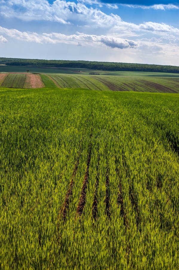Green Field of Wheat Rows and Cloudly Sky Panoramic View Stock Image ...