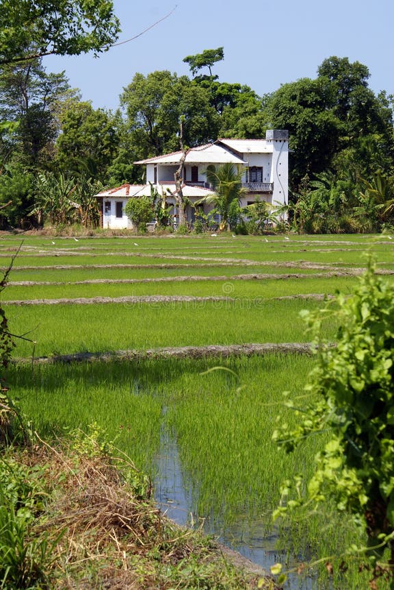 Green Field and White House Stock Photo - Image of lanka, east: 3023496
