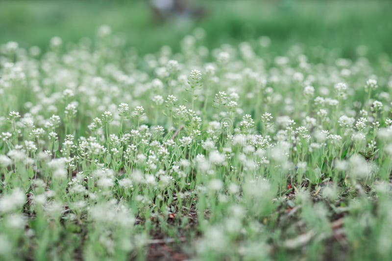 A Green Field with White Wildflowers,spring Flowers Stock Photo - Image ...