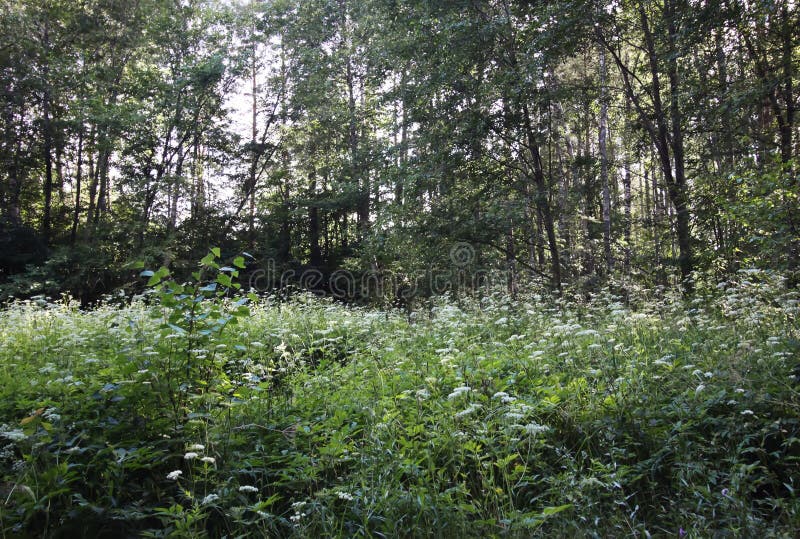 Green Field and Grass in Summer Forest. Stock Image - Image of wood ...