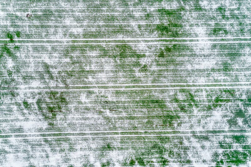 Green Field with Winter Crops. Fields Covered with Snow Stock Photo ...