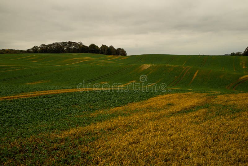 Green Field with Yellow Patches on a Cloudy Day Stock Photo - Image of ...