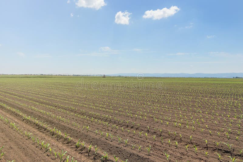 Green Field with Young Corn. Rows Green Corn Field Stock Photo - Image ...