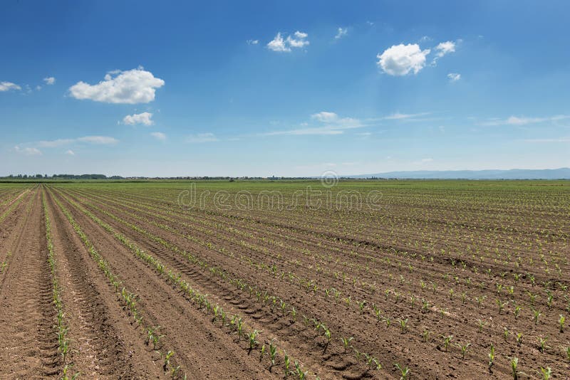 Green Field with Young Corn. Rows Green Corn Field Stock Image - Image ...