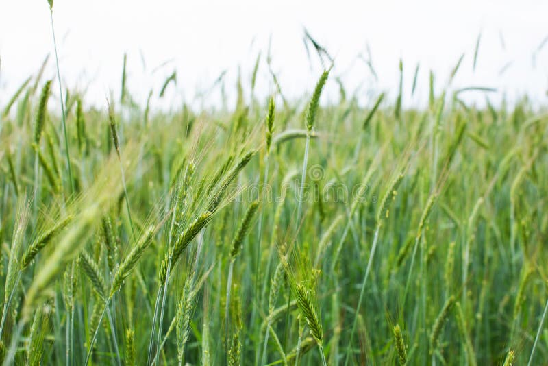 Green Field of Young Rye on the Farm. Agriculture Stock Image - Image ...