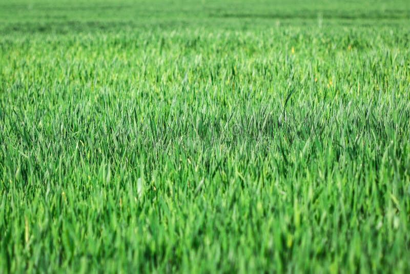 Green field of young rye stock image. Image of crops - 192038411