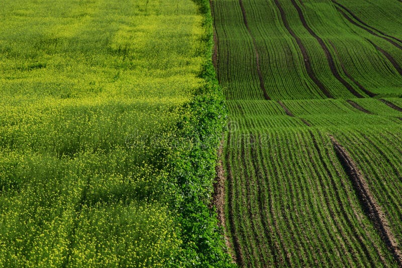 Green fields stock image. Image of fine, tree, rain, cool - 1374497