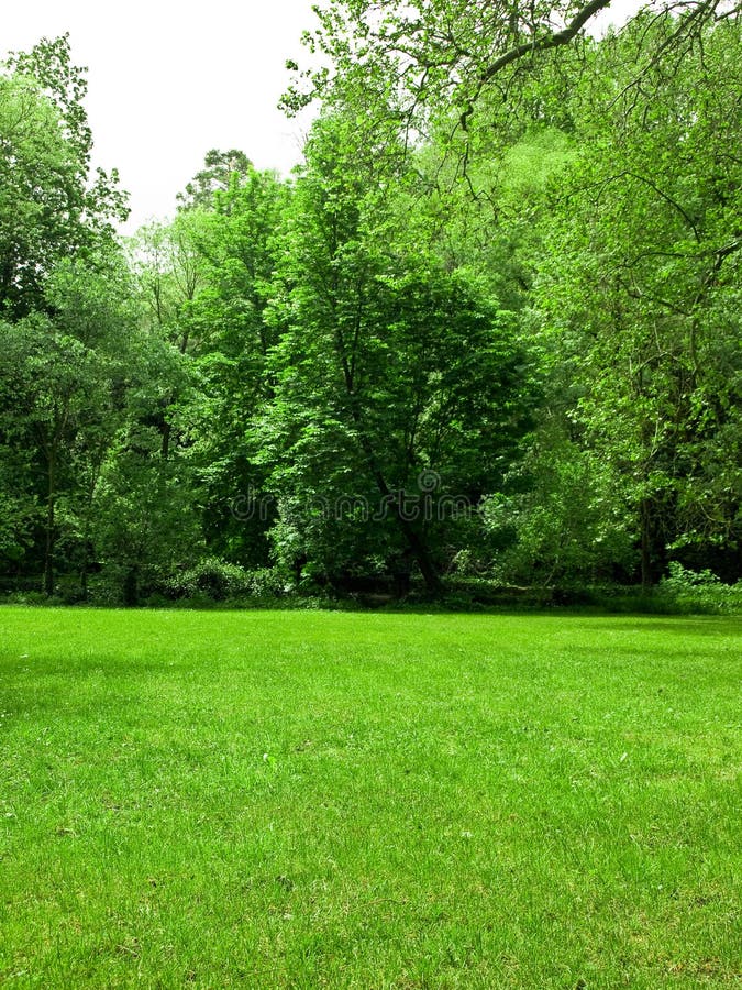 Trees stock photo. Image of plants, outdoor, saturated - 5383172