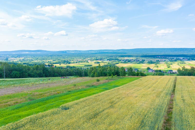 Green Fields Aerial View before Harvest at Summer. Aerial View of Green ...