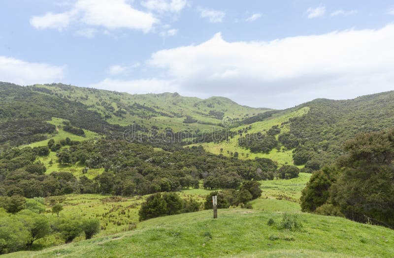 Green Fields and Bush of Typical New Zealand Farm Stock Photo - Image ...