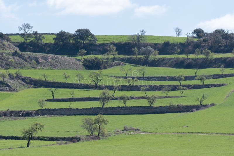Green Fields with Terraced Fields and Almond Trees Stock Photo - Image ...