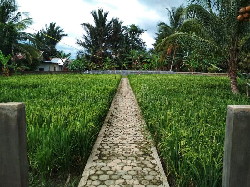 The Green Fields stock photo. Image of trees, shade - 192398558