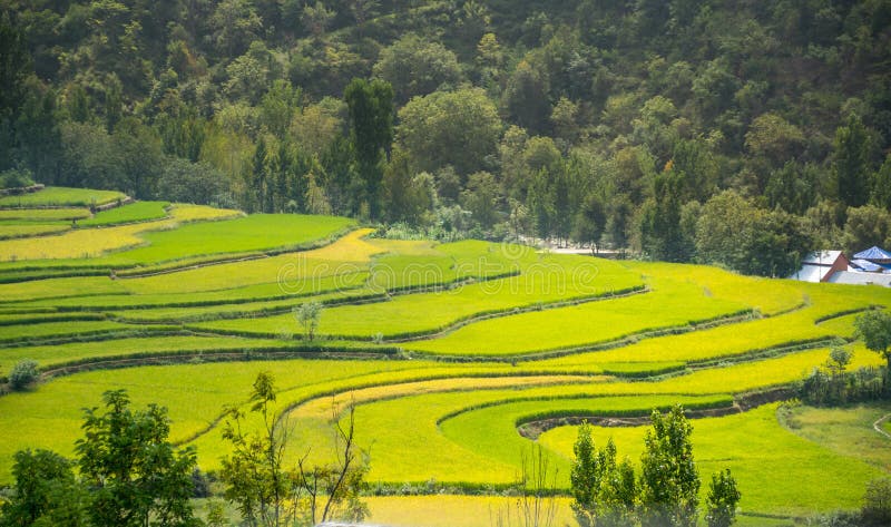 Green Fields of Crops Showing Step Farming Pattern Stock Image - Image ...