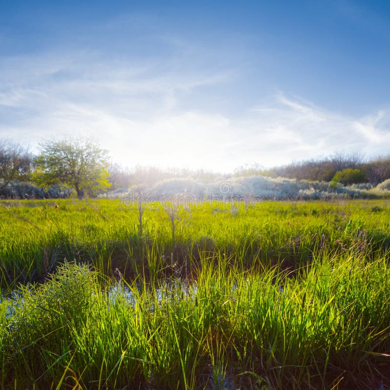 Green Fields at the Early Morning Stock Photo - Image of lush ...